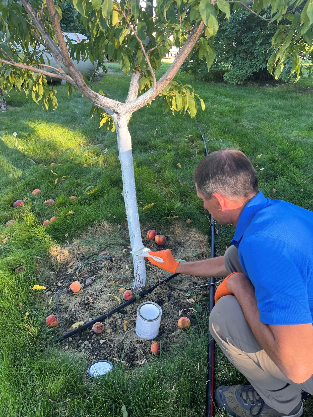 In the Garden: Why white trunks? | Columnists | postregister.com