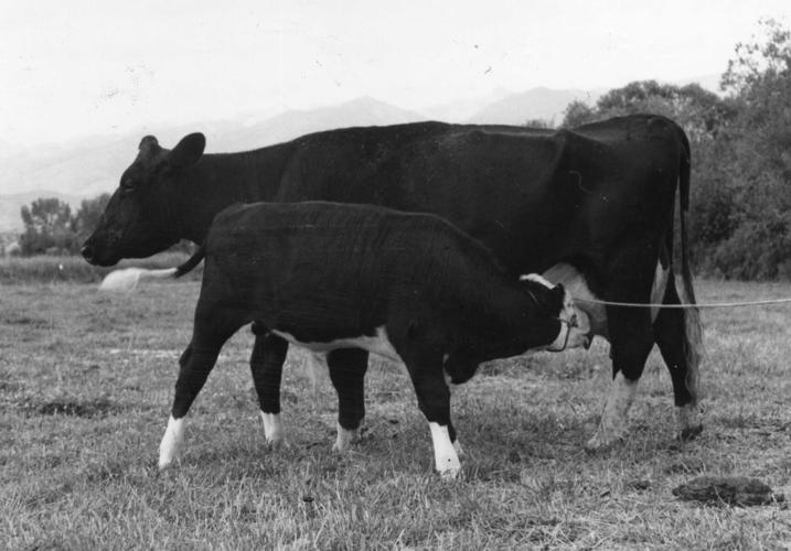 Barnyard Basics: Baby Doll, our very unusual Holstein | Western Life ...