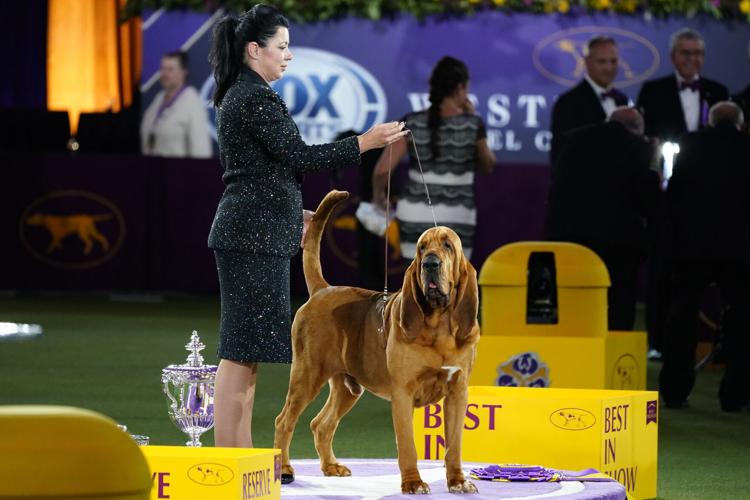 Sound off! Trumpet is 1st bloodhound to win Westminster show | Features ...