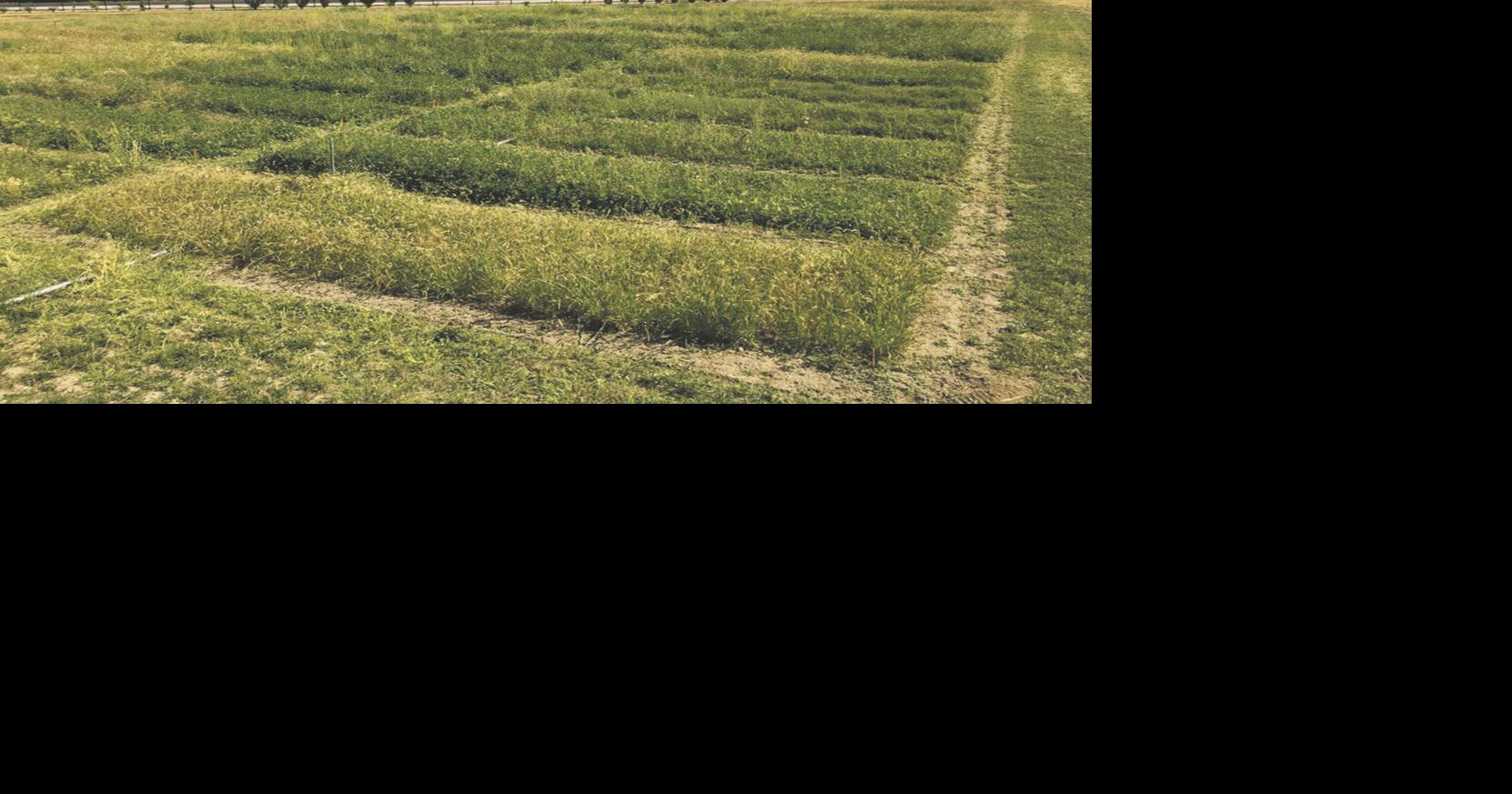 Cover-crop trials yield positive results | Crops | postregister.com