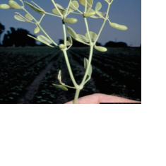 War on Weeds: Syrian beancaper | Pests & Weeds | postregister.com