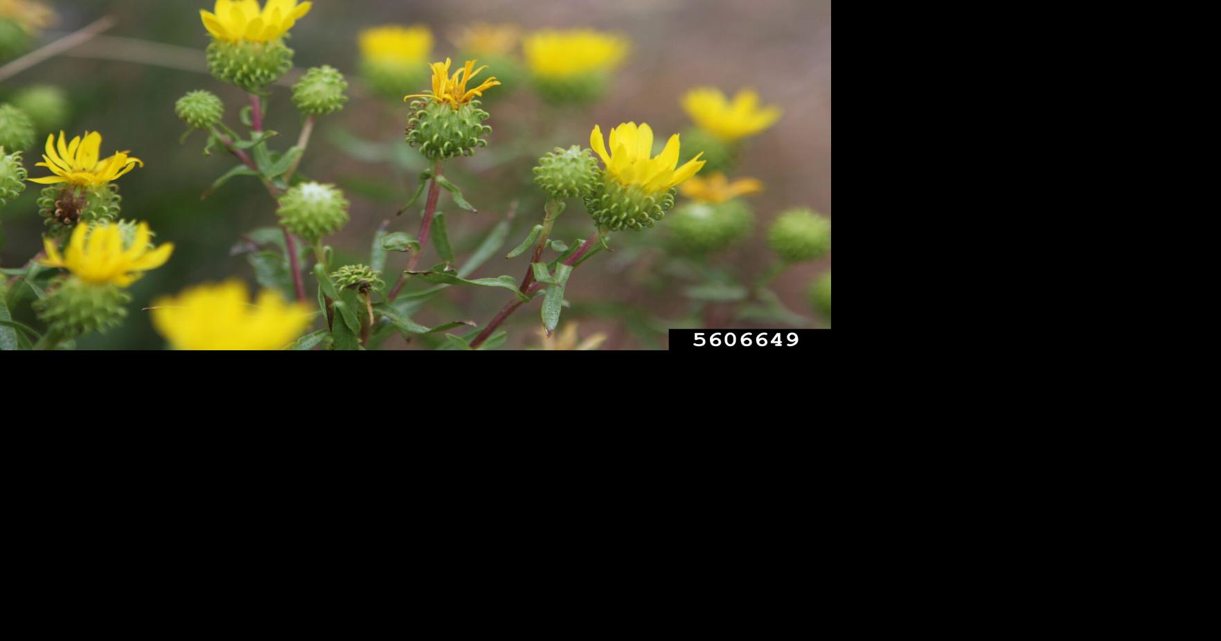 War on Weeds: Curlycup Gumweed | Farm & Ranch | postregister.com