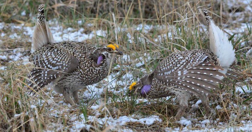 Sharp-tailed grouse strut, brawl for attention | Outdoors ...