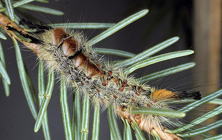Douglas fir tussock moth outbreak seen in forests near Driggs | Local ...