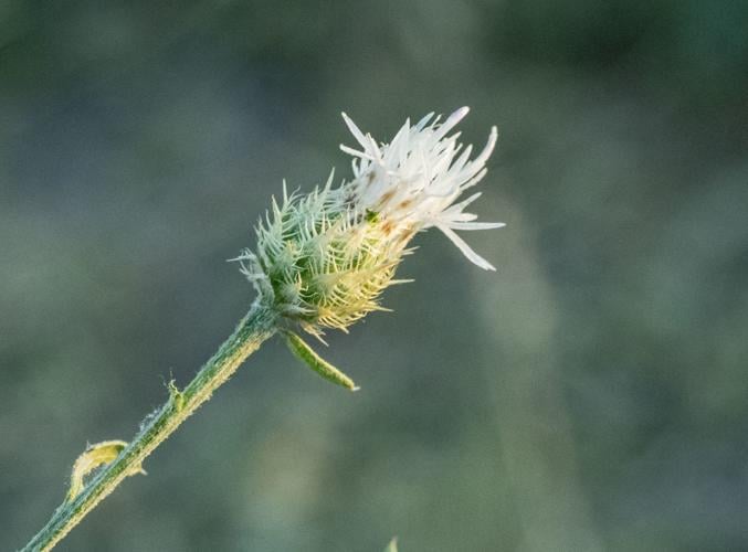 diffuse knapweed seed