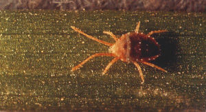 The Bug Box: Brown wheat mite | Columnists | postregister.com