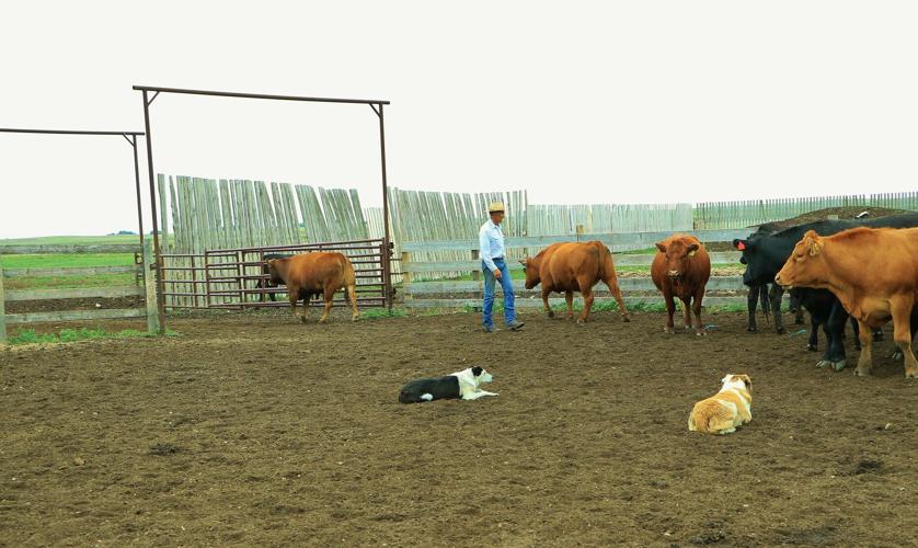 Barnyard Basics: Cattle handling and facilities | Columnists ...