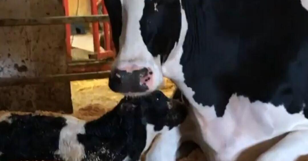 Newborn calf care on a dairy | Western Life | postregister.com