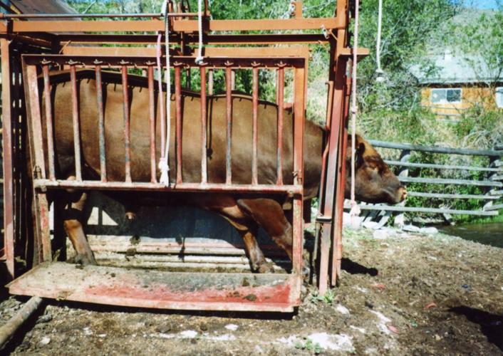 Barnyard Basics: Dealing with foot rot in cattle | Columnists ...