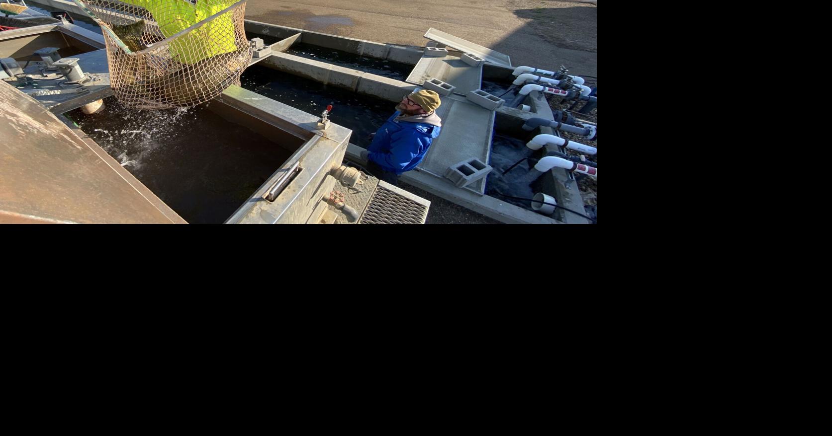 Salmon jammin’: Fort Peck crews net, milk chinook to raise fish at ...