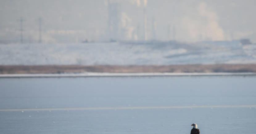 Great Salt Lake refuges well worth the drive | Outdoors | postregister.com