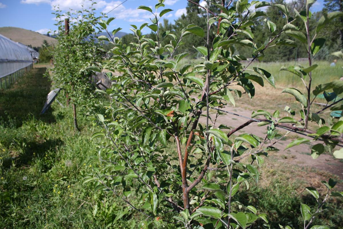 Living off the Land: Growing a small-acreage orchard | Living off the ...