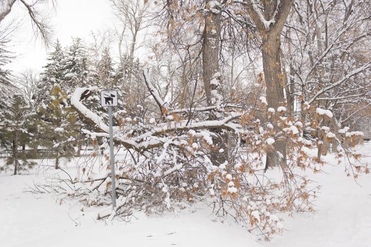 Early spring prediction brings in heavy snowstorm causing outages ...