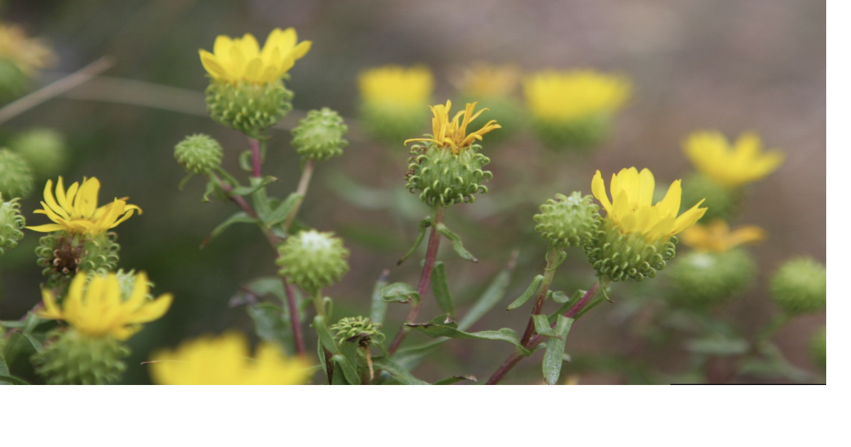 War on Weeds: Curlycup gumweed | Pests & Weeds | postregister.com