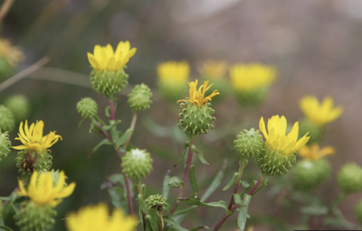 War on Weeds: Curlycup gumweed | Pests & Weeds | postregister.com