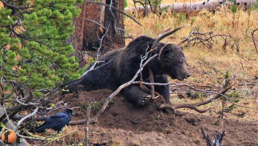 Right place, right time: Grizzly fight captured on video in Yellowstone ...