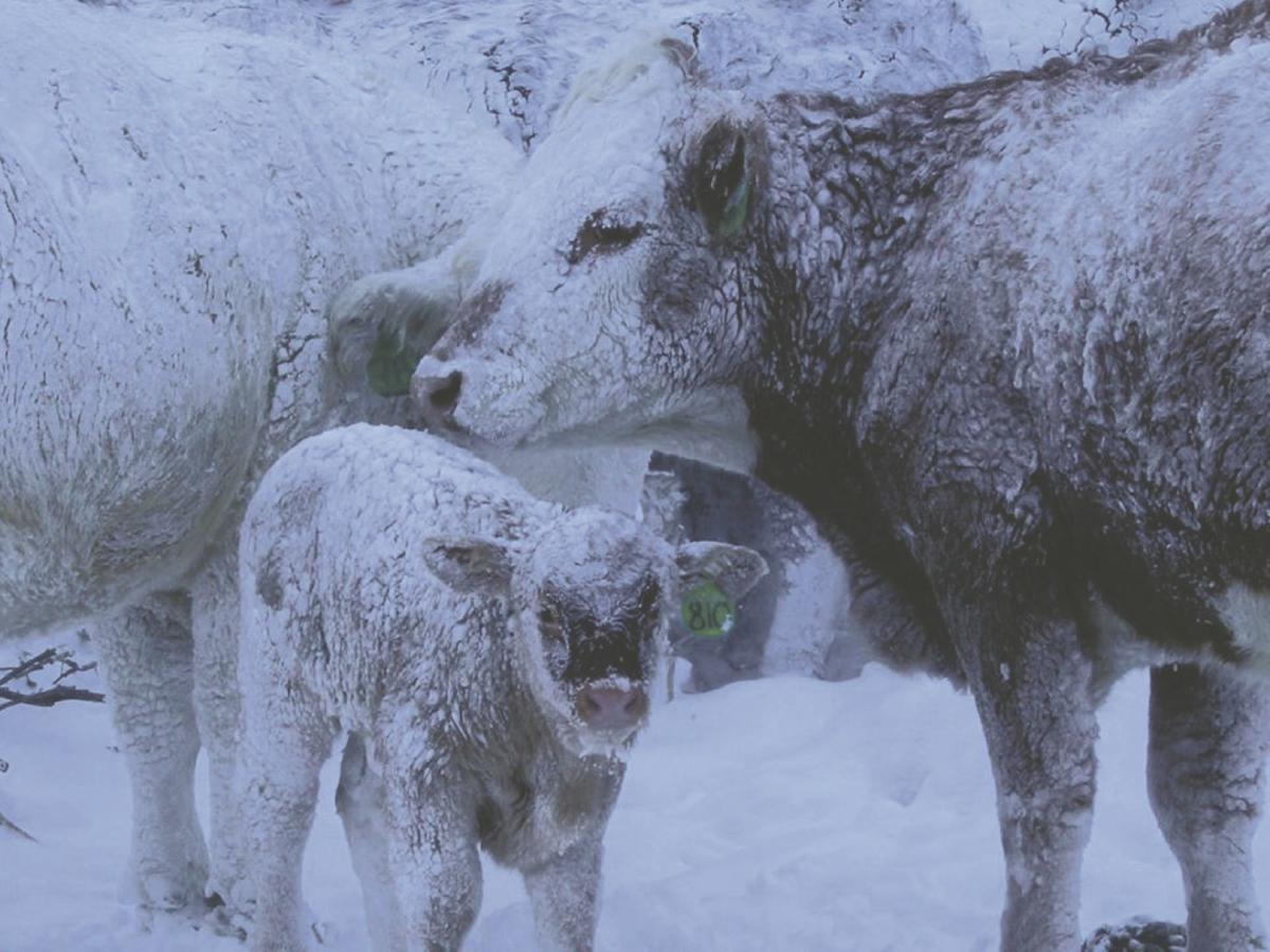Barnyard Basics: Why frostbite occurs and how to detect it | Barnyard ...