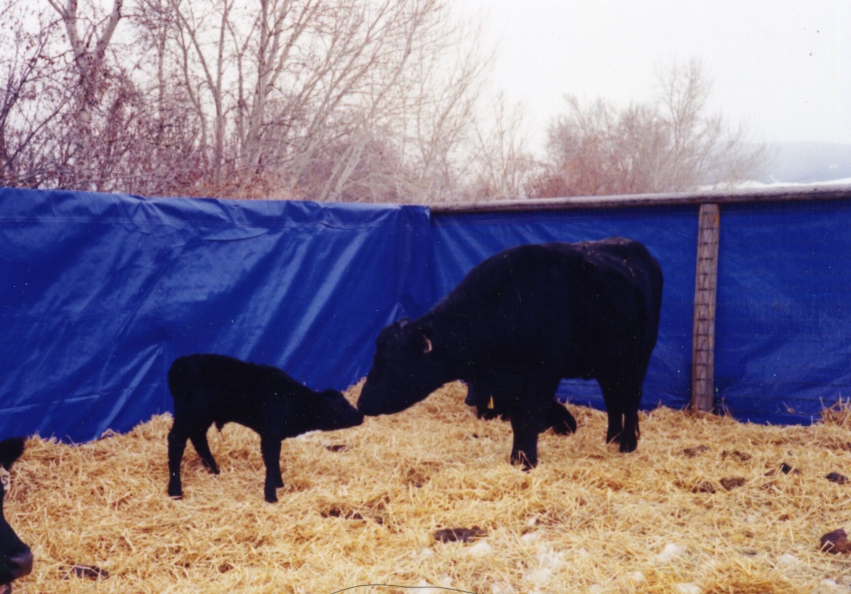 Barnyard Basics: Windbreaks for cattle | Columnists | postregister.com