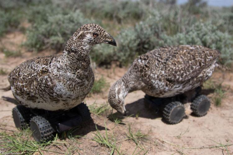Robotic sage grouse helps study lek activity | Outdoors | postregister.com