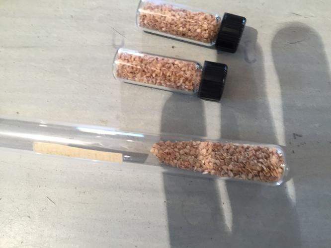 GREEN FREE: Potato breeder to plant first field generation of crosses ...