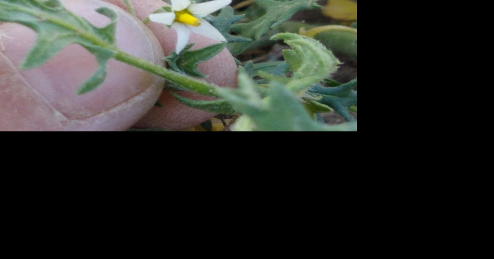 War on Weeds: Cutleaf nightshade | Columnists | postregister.com