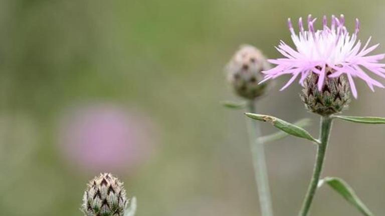 diffuse knapweed seedling