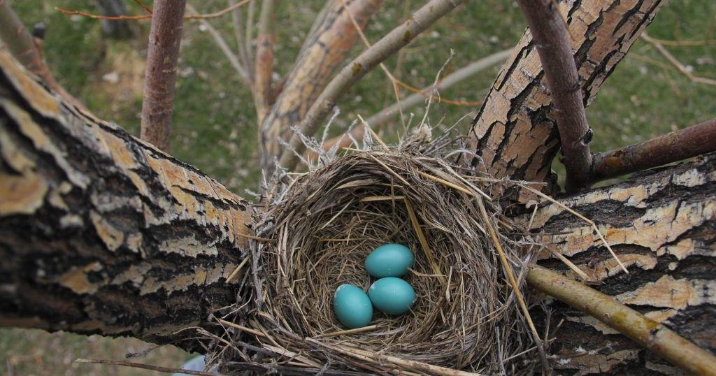 Rigby middle schooler wins statewide Arbor Day photo contest | Local ...