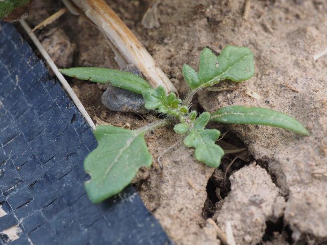 War on Weeds: Cutleaf nightshade | Columnists | postregister.com