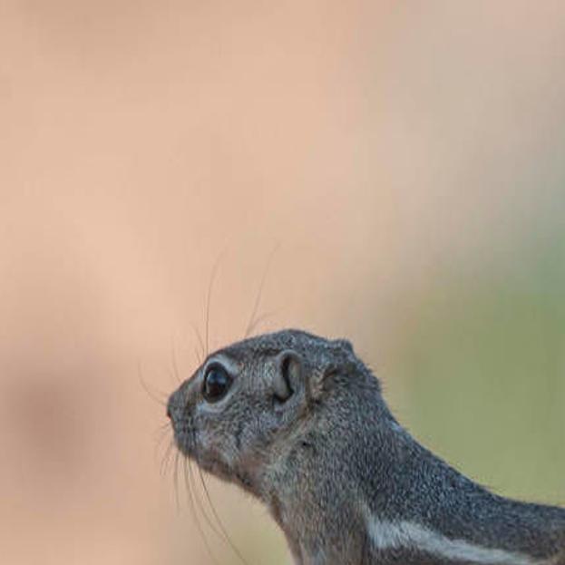 desert ground squirrels