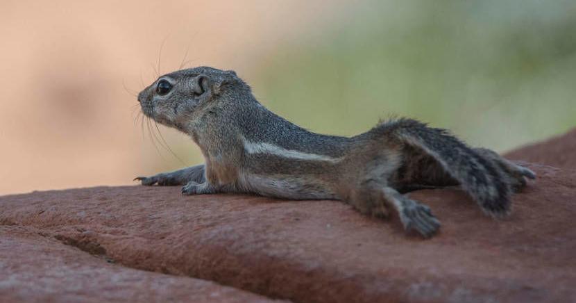 desert squirrels