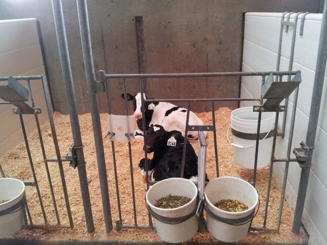Housing for dairy calves | Farm & Ranch | postregister.com