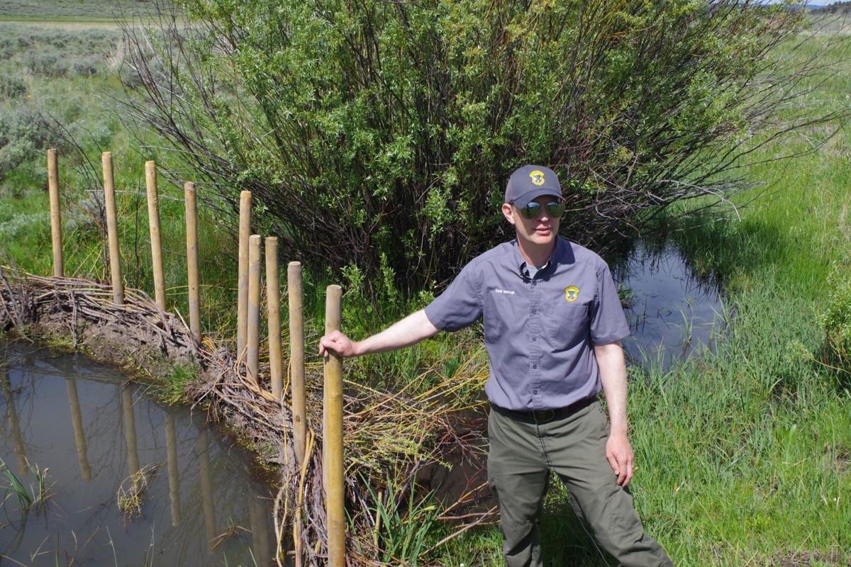 Beaver dam analogs catching on in Idaho | Livestock | postregister.com