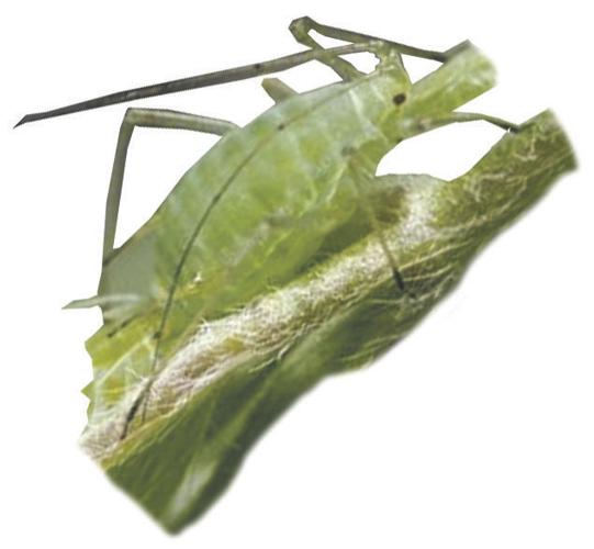 The Bug Box: Blue alfalfa aphid | Columnists | postregister.com