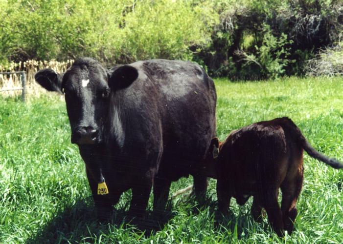 Barnyard Basics: Cattle ID for ownership and for individual ...