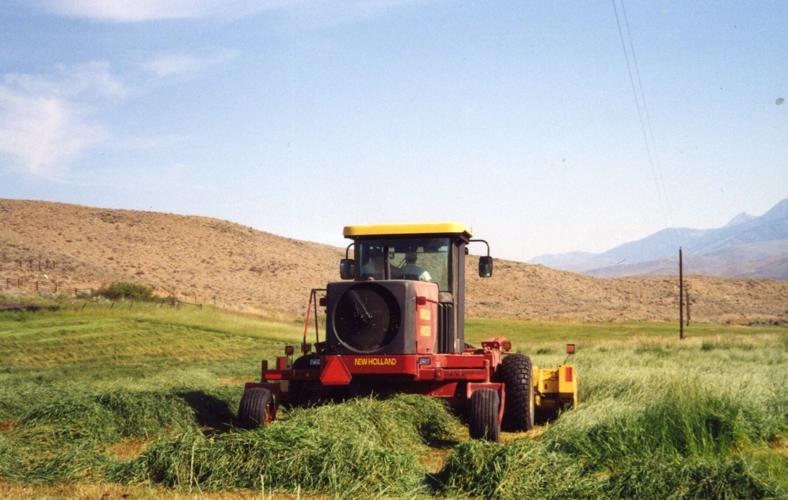 Selecting quality hay for horses | Western Life | postregister.com