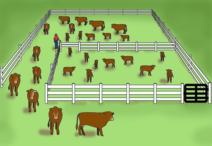 Barnyard Basics: Tips for sorting calves from cows | Columnists ...