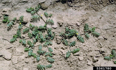 War on Weeds: Puncturevine | Pests & Weeds | postregister.com