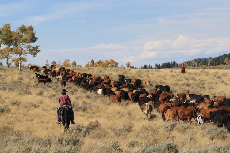 Trailing cattle from Texas to northern areas | Western Life ...