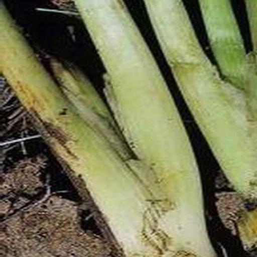 water hemlock root identification