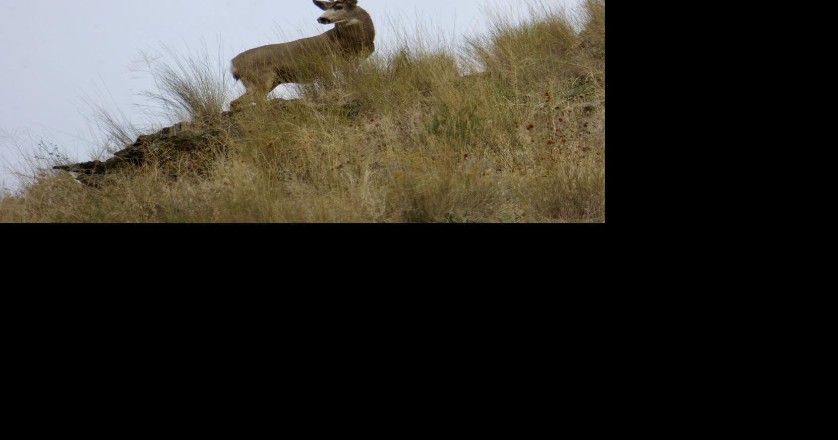Nonresident regular deer, white-tailed deer, and elk tags go on sale ...