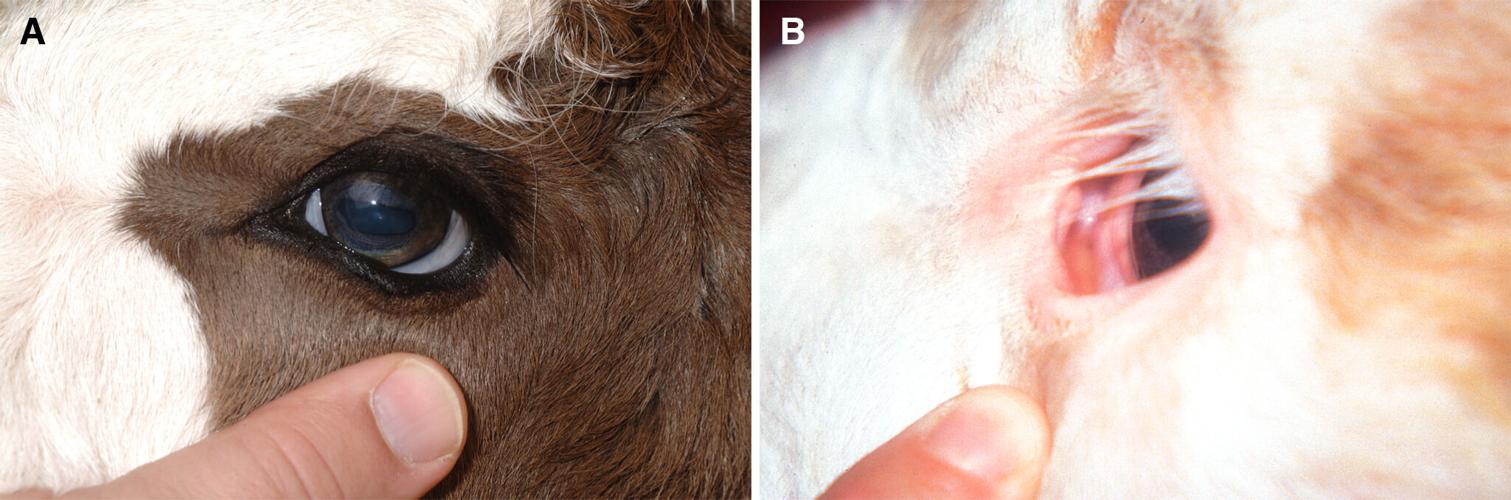 Barnyard Basics: Calf diarrhea — dealing with dehydration | Columnists ...