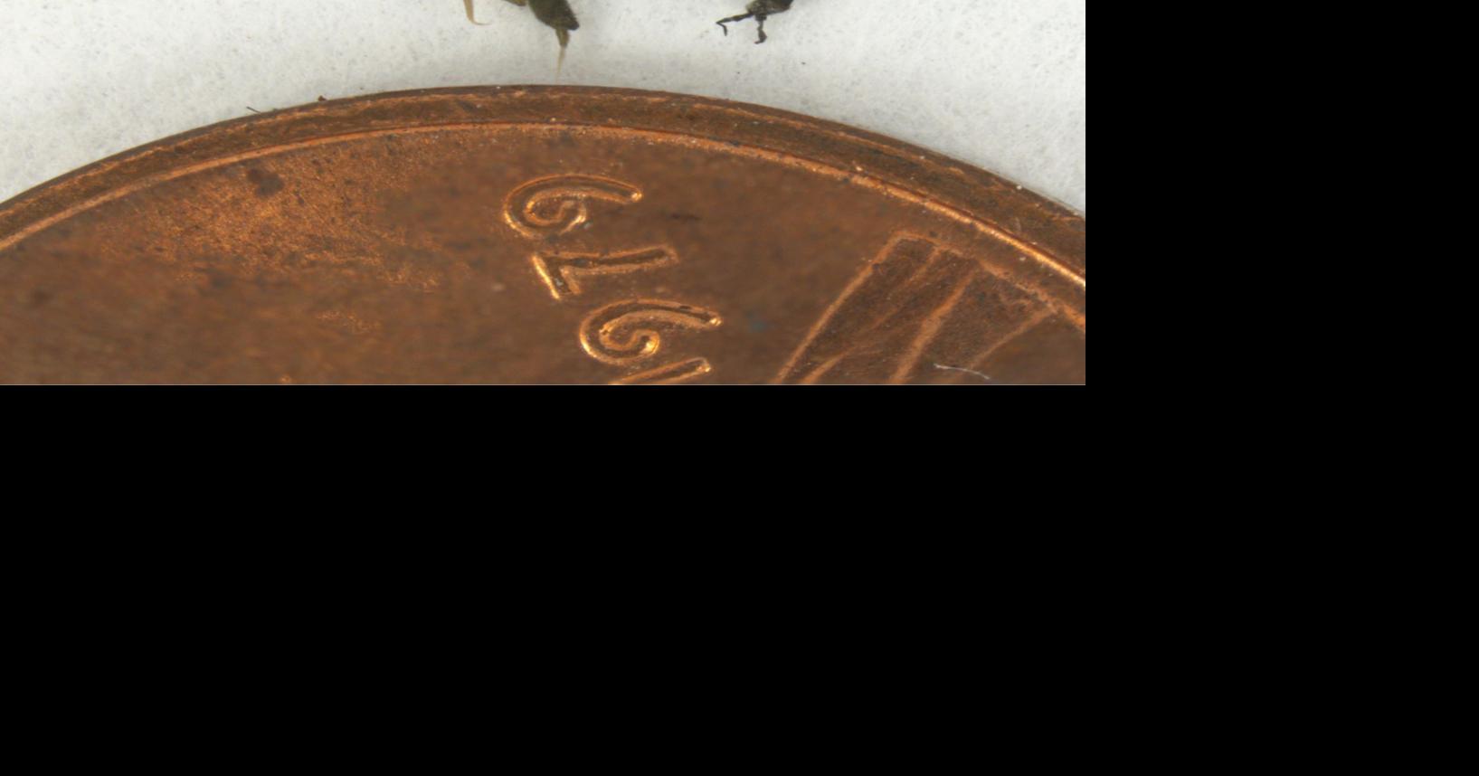 The Bug Box: Springtail | Columnists | postregister.com