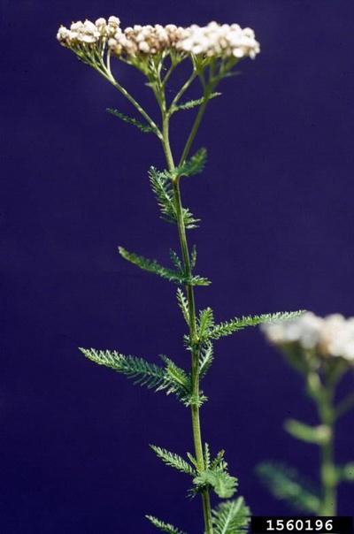 War on Weeds: Common Yarrow | Farm & Ranch | postregister.com