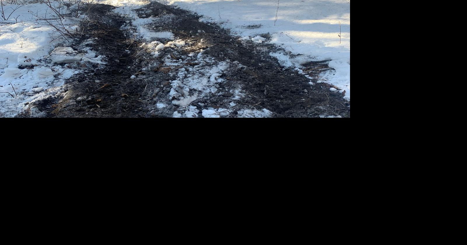 Information sought about cow elk poached near Spencer | Local News ...