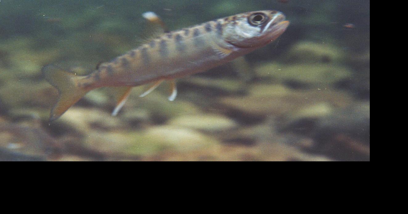 Partnership helps sustain salmon in Lemhi River | News | postregister.com
