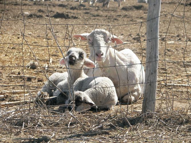 Ken Wixom's sheep produce finest wool | News | postregister.com