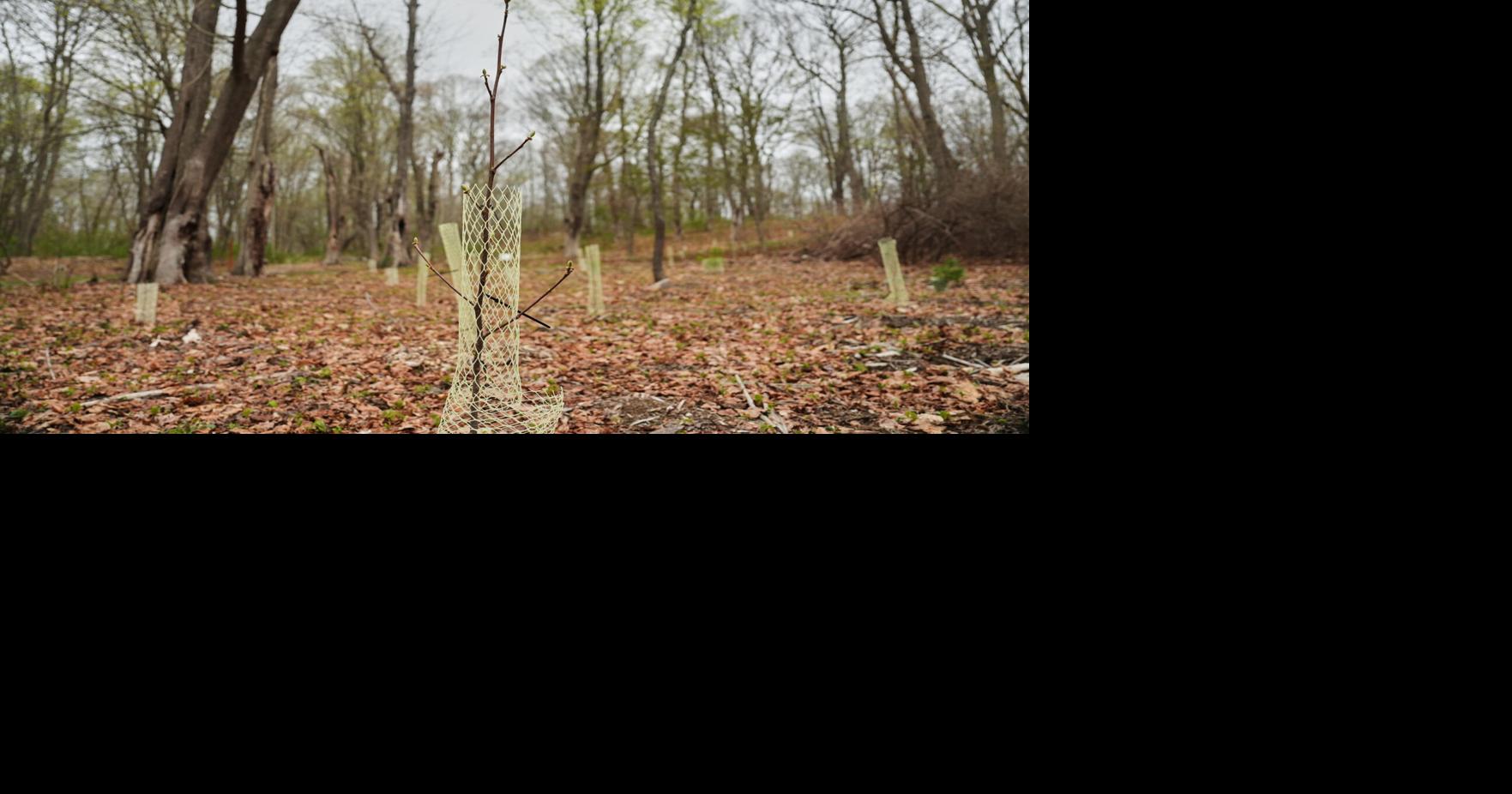 Climate Tree Equity | National News | postregister.com