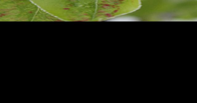 The Bug Box: Pear leaf blister mite | Columnists | postregister.com