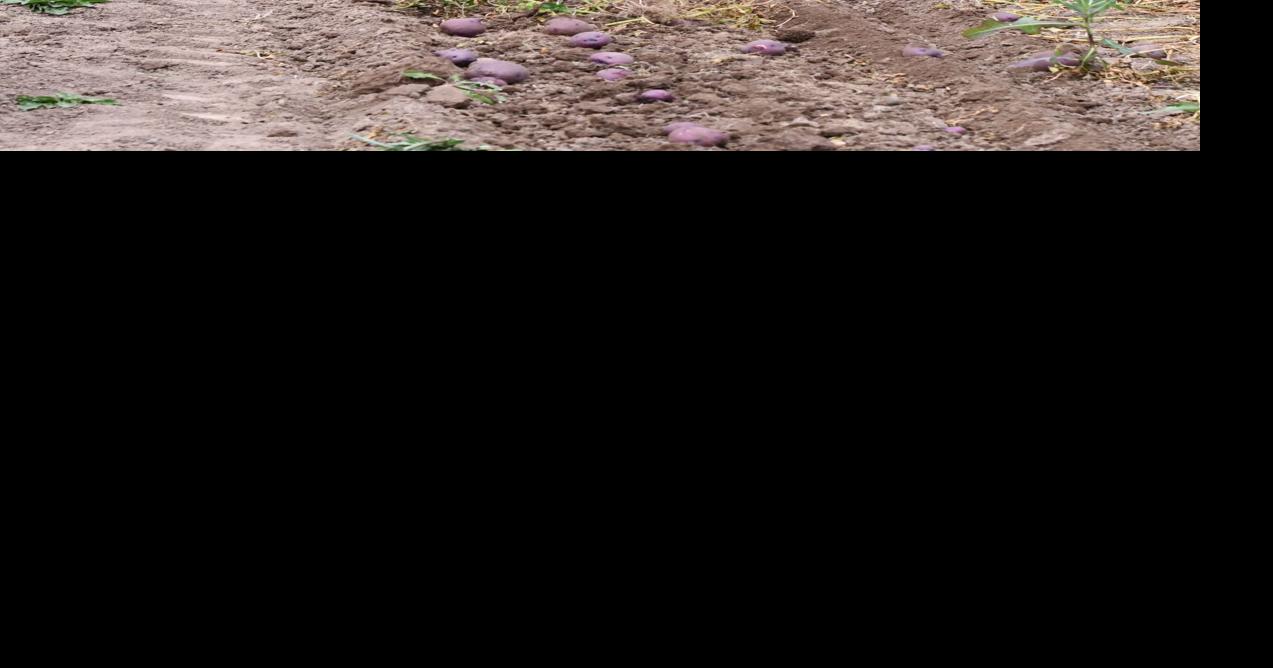 An old-fashioned spud harvest | Crops | postregister.com