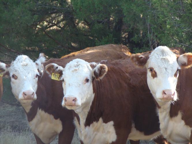 Barnyard Basics: Tips on selecting cattle for a small farm | Columnists ...